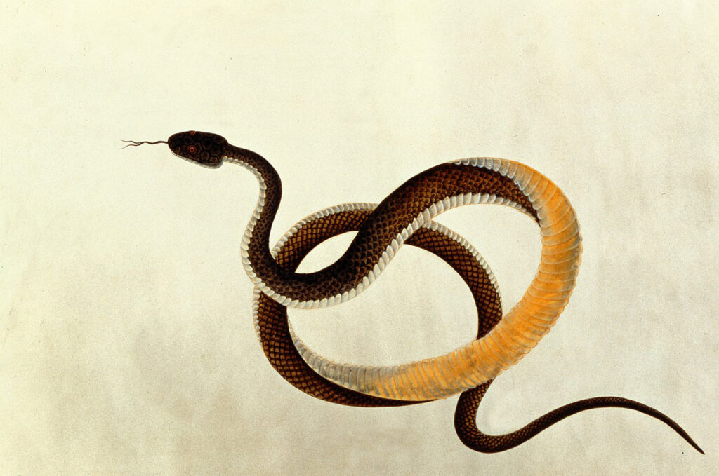 O Ano de 2025 será comandado pela Serpente de Madeira Yin
